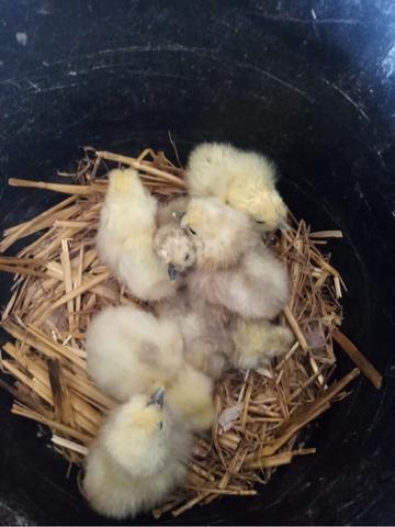 Milanuncios - Pollitos Sedosa de Japón