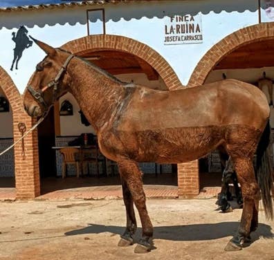 Milanuncios - SE VENDE