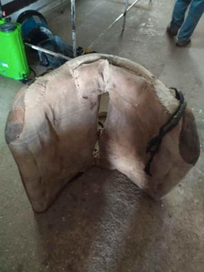 Mulas. Compra venta de mulas al mejor precio y adopción | Milanuncios