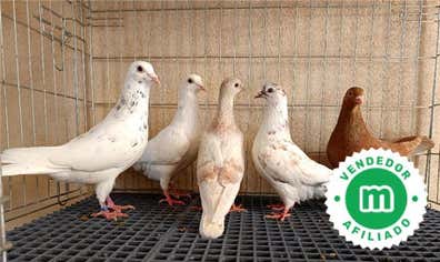 Palomas en venta | Milanuncios