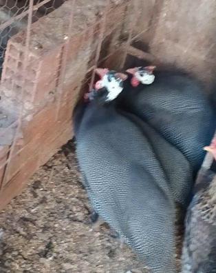 Gallinas lavanda | Milanuncios