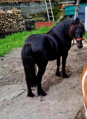 Milanuncios - poni 98cm.