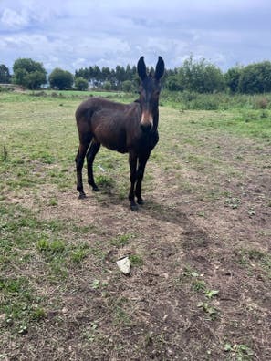 Milanuncios - Mulo
