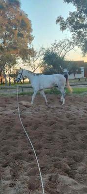 Potros domados en venta | Milanuncios