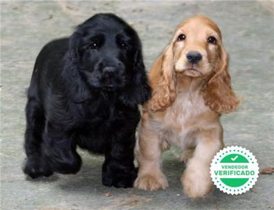 MILANUNCIOS | Spaniel breton Perros en adopción, compra venta de ...