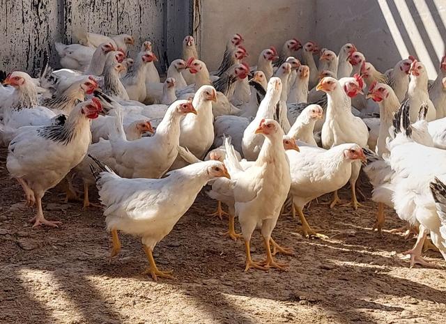 Milanuncios Gallinas Ponedoras Sussex