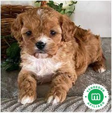Milanuncios - Cachorro Cavapoo