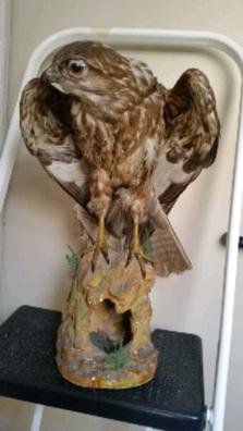 MILANUNCIOS | Animales disecados Artículos de caza de segunda mano baratos