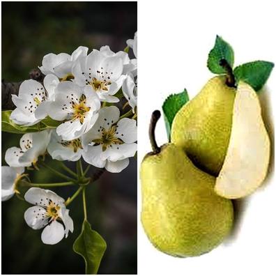 Arboles frutales de segunda mano en Andalucía | Milanuncios