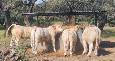 Novillas carne | Milanuncios