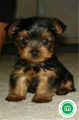 Terrier mini toy Yorkshires en adopción. Compra venta y regalo de ...