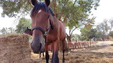 Caballos En Venta En Majadahonda Milanuncios