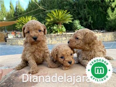 Canela en venta | Milanuncios