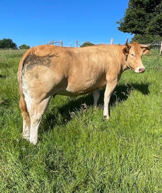Vacas en venta | Milanuncios
