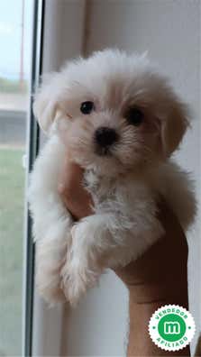 Bichón maltés en venta en Castellón Provincia | Milanuncios