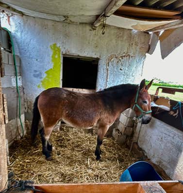 Mulas en venta en Pinoso | Milanuncios