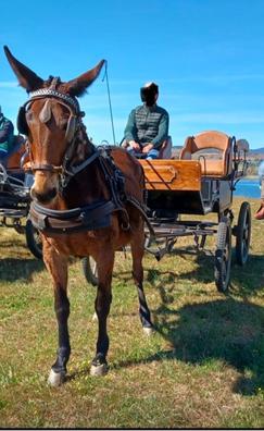 Mulas en venta en Corte de Peleas | Milanuncios