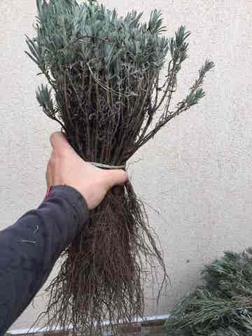 Milanuncios - Plantas-lavanda campania 2026-2027