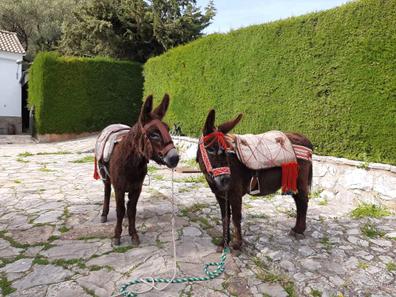 MILANUNCIOS | Burros enanos Burros. Compra venta de yeguas al mejor ...