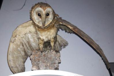 Animales disecados Obras de arte y decoración de segunda mano barato ...