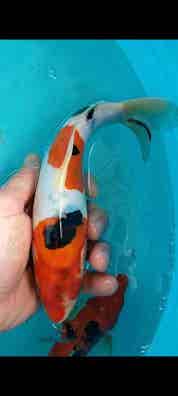 Koi Compra venta de peces, acuarios, peceras y accesorios | Milanuncios