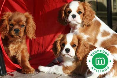 Cavalier en venta | Milanuncios