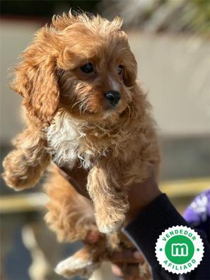 Milanuncios - CAVAPOO