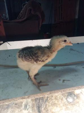 Milanuncios - Pollitos