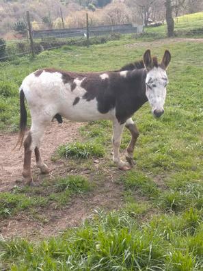 Burros. Compra venta de yeguas al mejor precio y adopción | Milanuncios