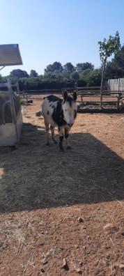 Burros en venta | Milanuncios