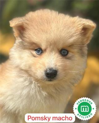 Milanuncios - POMSKY CREMA