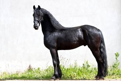 Frison Caballosen venta . Comprar y vender caballos a buen precio ...