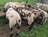 Milanuncios - corderos manchada holandes