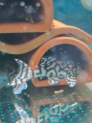 Milanuncios - Hypancistrus L236sw parejas adultas.