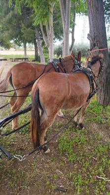 Mulas alicante | Milanuncios