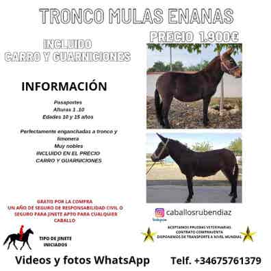 Mulas. Compra venta de mulas al mejor precio y adopción | Milanuncios