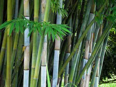 Milanuncios - Bambu chungii, Bambu azul tropical