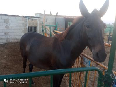 Mulas. Compra venta de mulas al mejor precio y adopción | Milanuncios