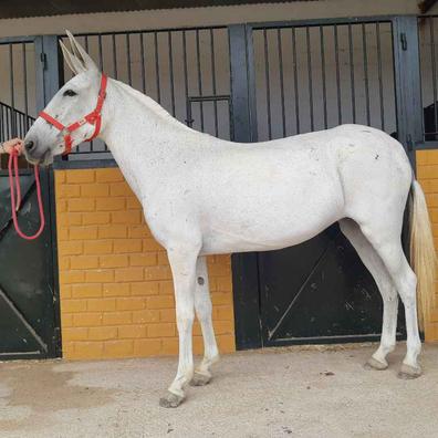 MILANUNCIOS | Mulas. Compra venta de mulas al mejor precio y adopción