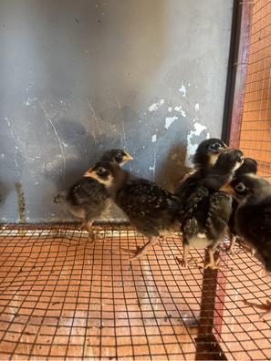 Milanuncios - pollitos