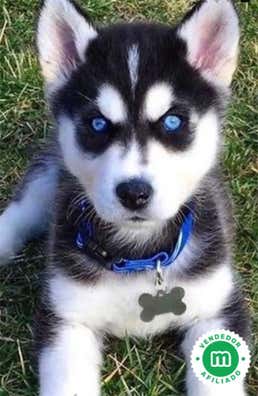 Husky en venta | Milanuncios