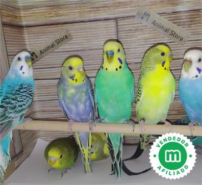Periquitos azules en venta | Milanuncios