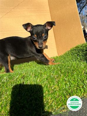 MILANUNCIOS | Mini pincher Perros en adopción, compra venta de ...