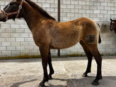 Potros en venta | Milanuncios