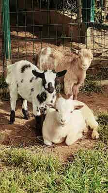 MILANUNCIOS | Enanas Cabras. Compra venta de cabras al mejor precio y ...