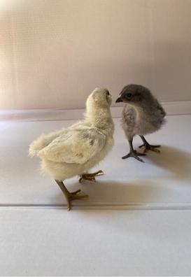 Pollitos recien nacidos Mascotas en adopción y accesorios de mascota de ...