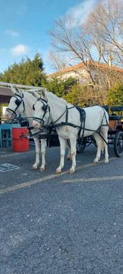 Mulas. Compra venta de mulas al mejor precio y adopción | Milanuncios