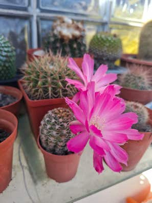 Milanuncios - vendo 170 cactus de 100 variedades.