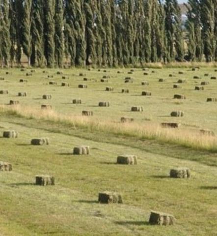 Milanuncios - Heno natural, paja y avena en rama