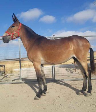 Mulos grandes Mulas. Compra venta de mulas al mejor precio y adopción ...